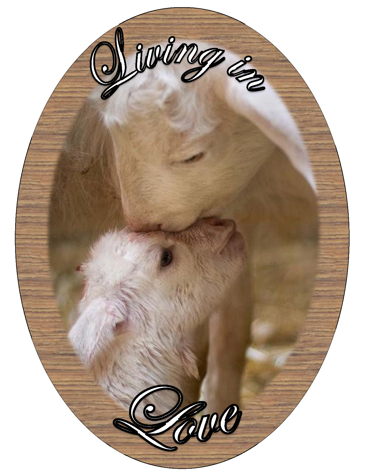lamb love – SRBC